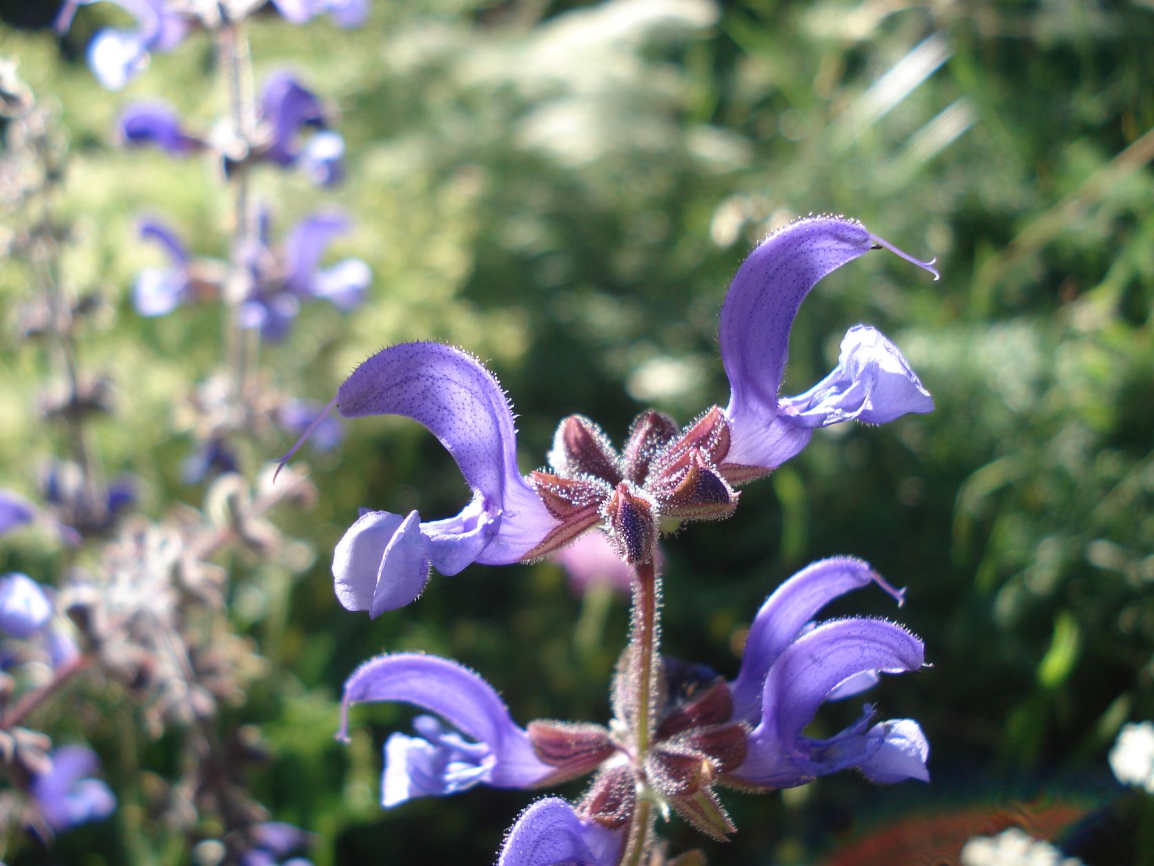 Flora amenaçada d'Andorra | Andorra Recerca + Innovació